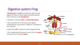 Animal morphology frog - Higher secondary second year zoology.pdf