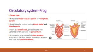 Animal morphology frog - Higher secondary second year zoology.pdf
