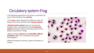 Animal morphology frog - Higher secondary second year zoology.pdf