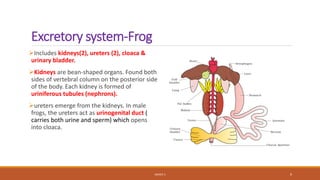 Animal morphology frog - Higher secondary second year zoology.pdf