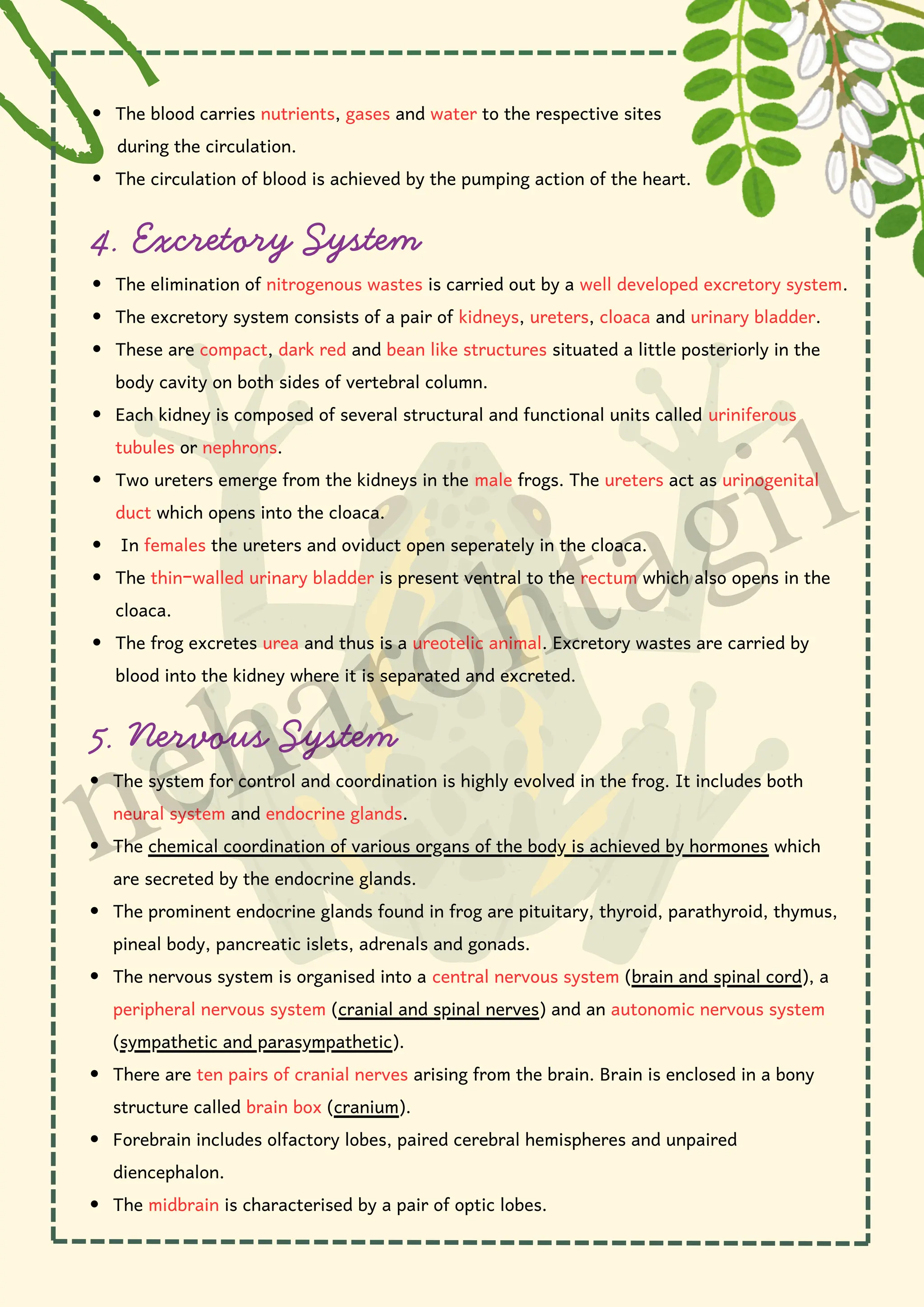 Frog Class 11th NCERT CBSE NEET biology notes | PDF