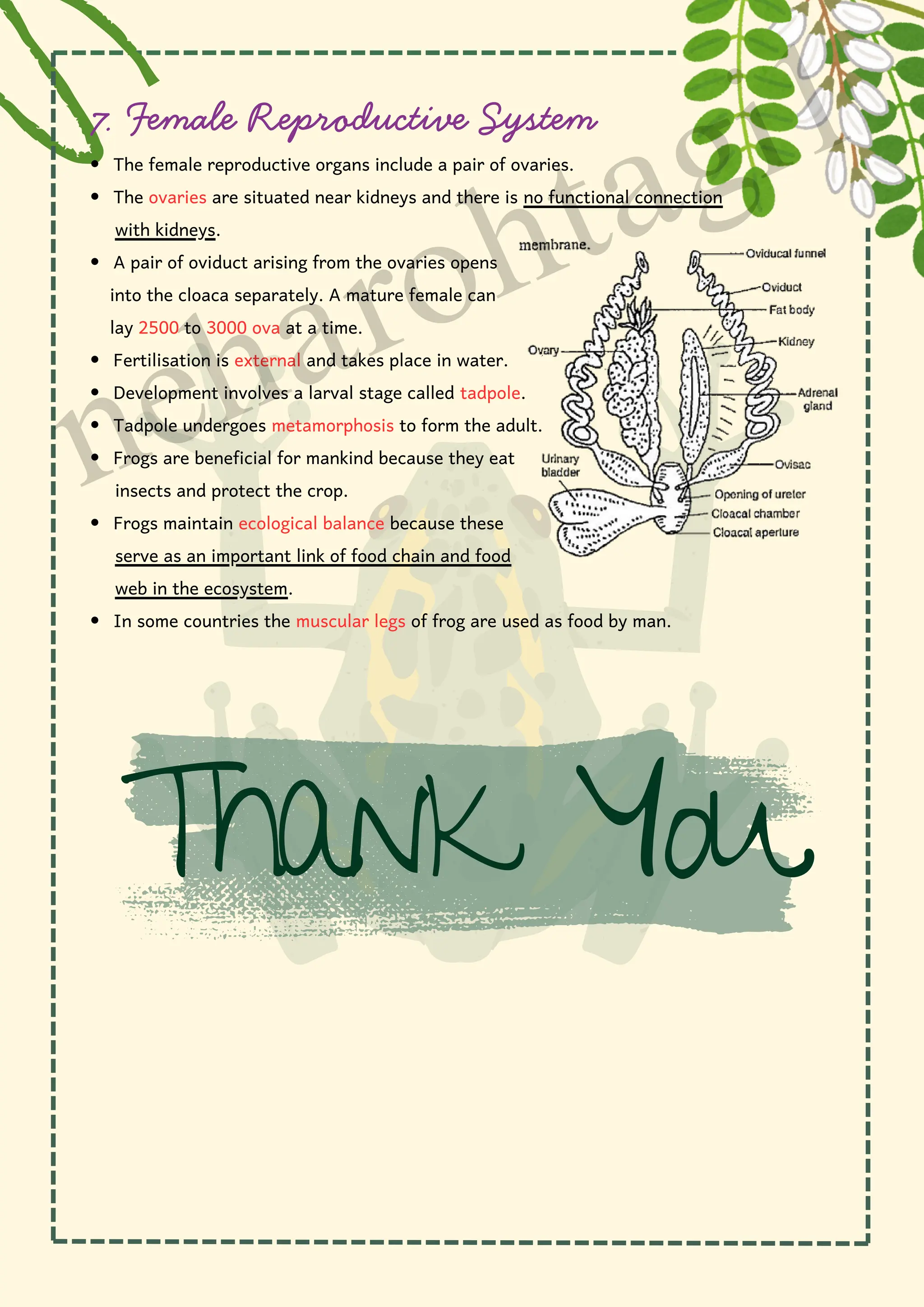 Frog Class 11th NCERT CBSE NEET biology notes | PDF