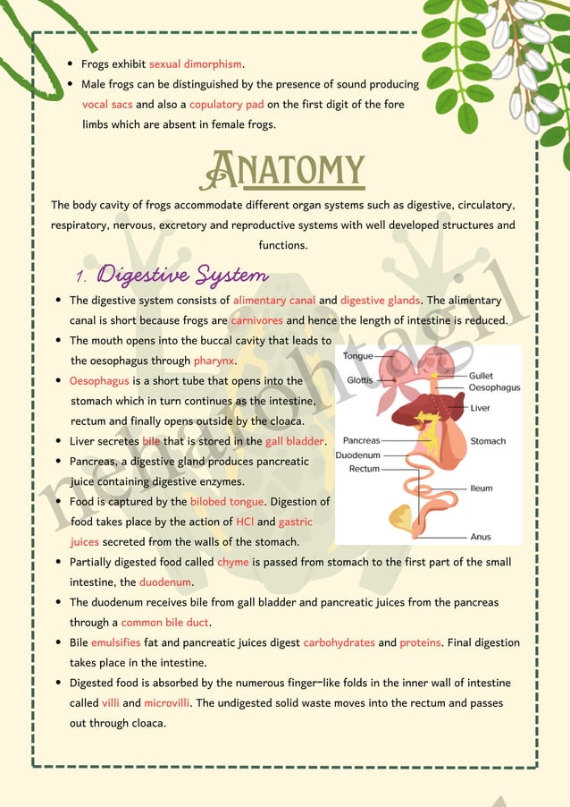 Frog Class 11th NCERT CBSE NEET biology notes | PDF