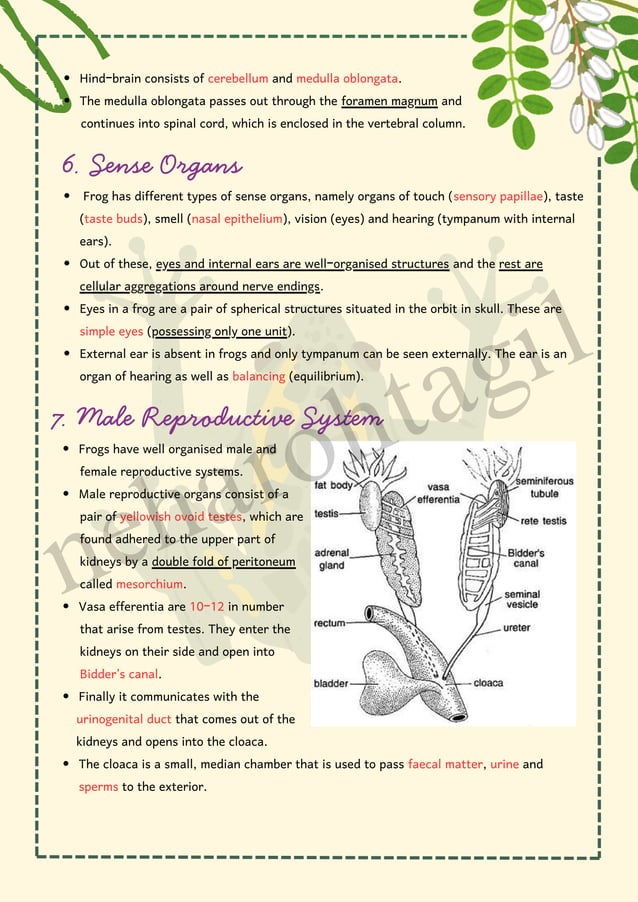 Frog Class 11th NCERT CBSE NEET biology notes | PDF