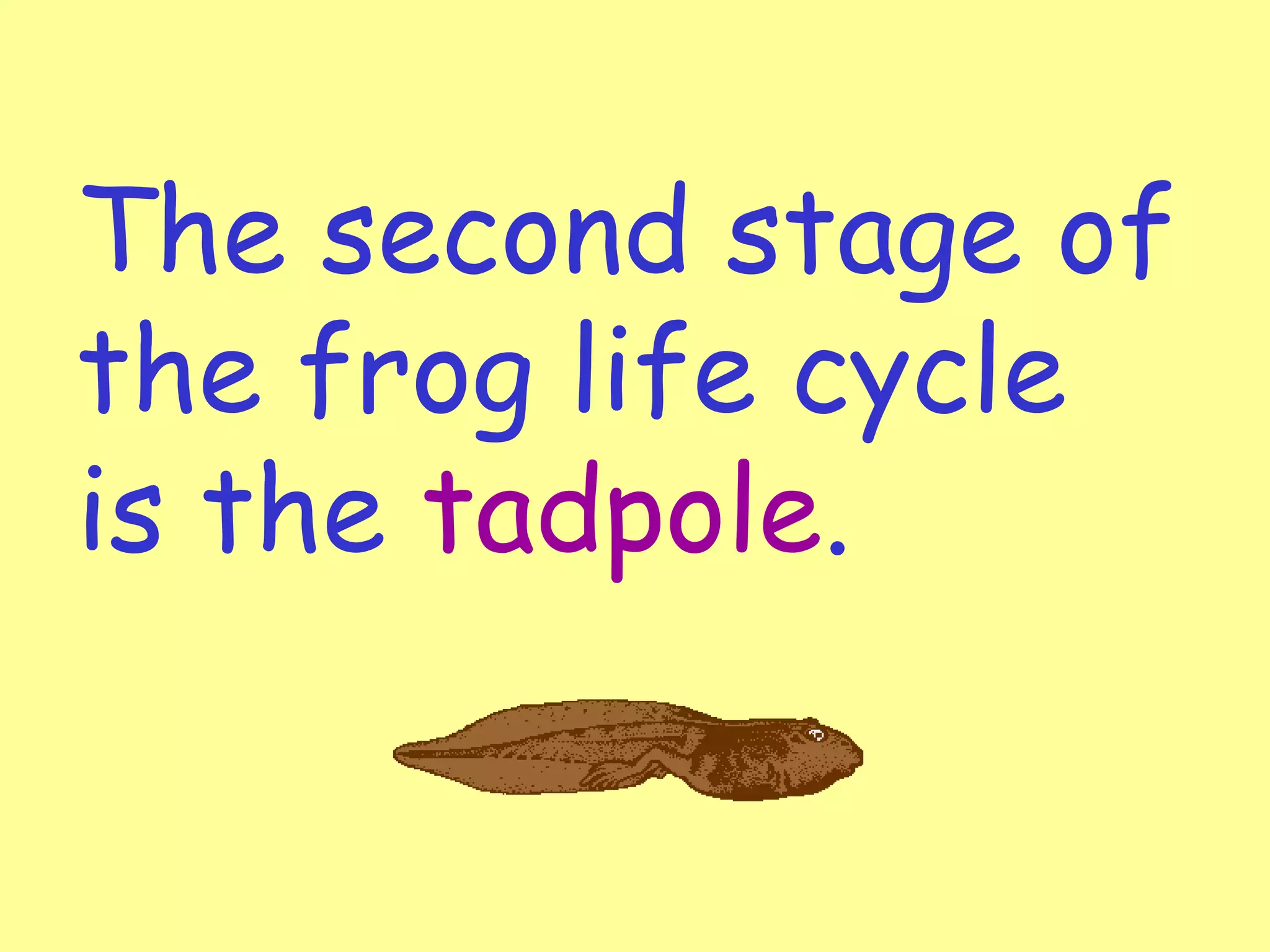 Frog cycle | PPT