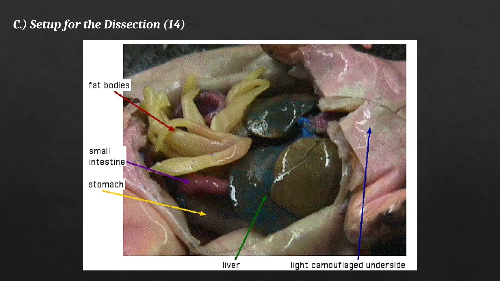 Frog Dissection Guide for Biology pptx. | PPTX