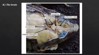 Frog Dissection Guide for Biology pptx. | PPTX