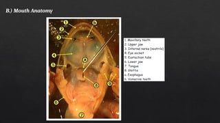 Frog Dissection Guide for Biology pptx. | PPTX