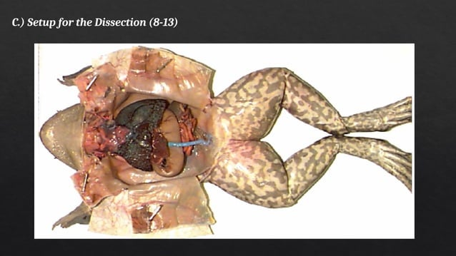 Frog Dissection Guide for Biology pptx. | PPT