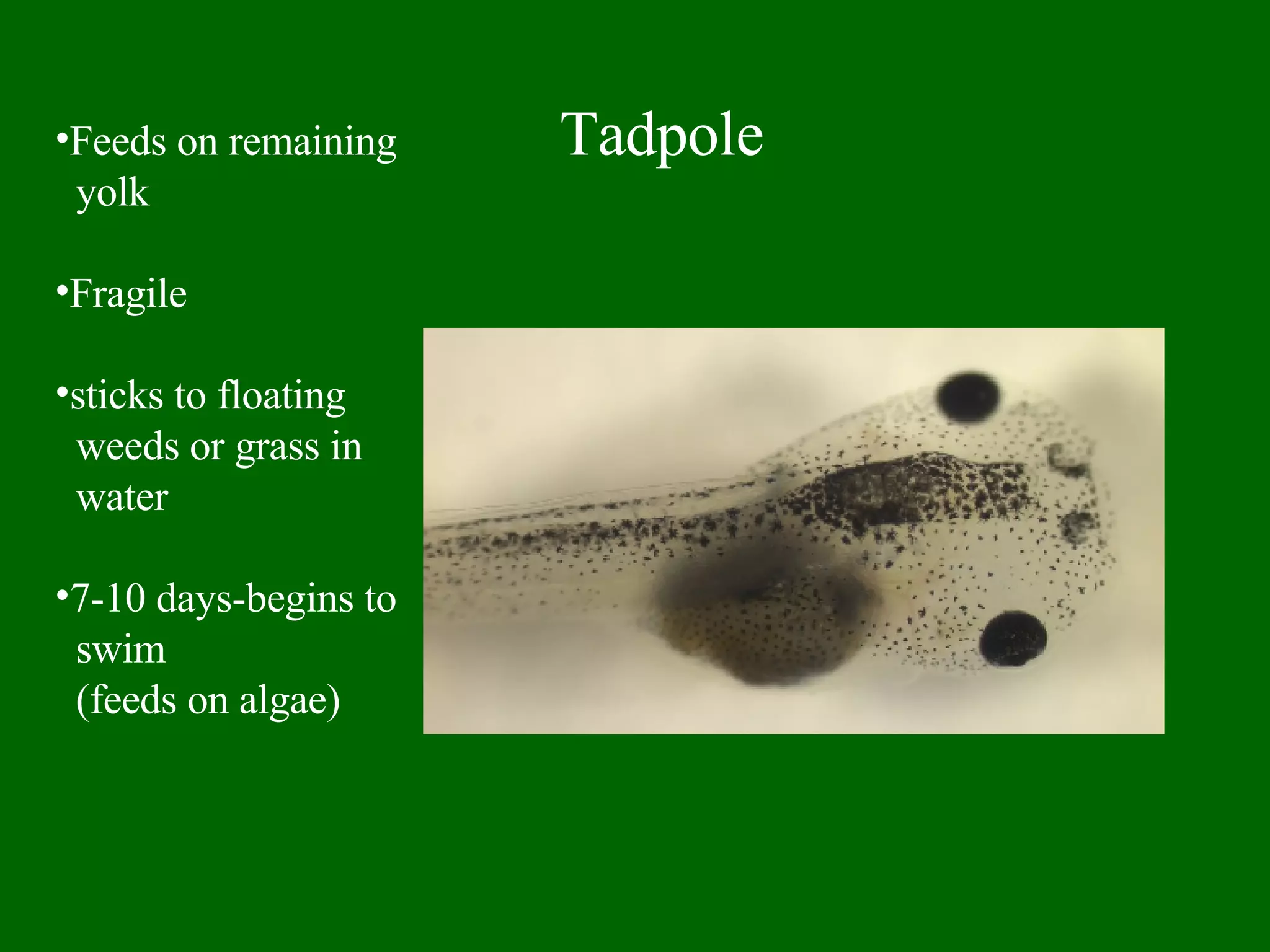 Frog Life Cycle | PPT