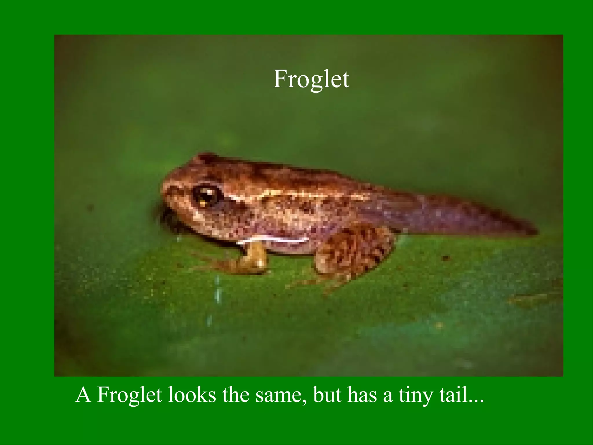 Frog Life Cycle | PPT
