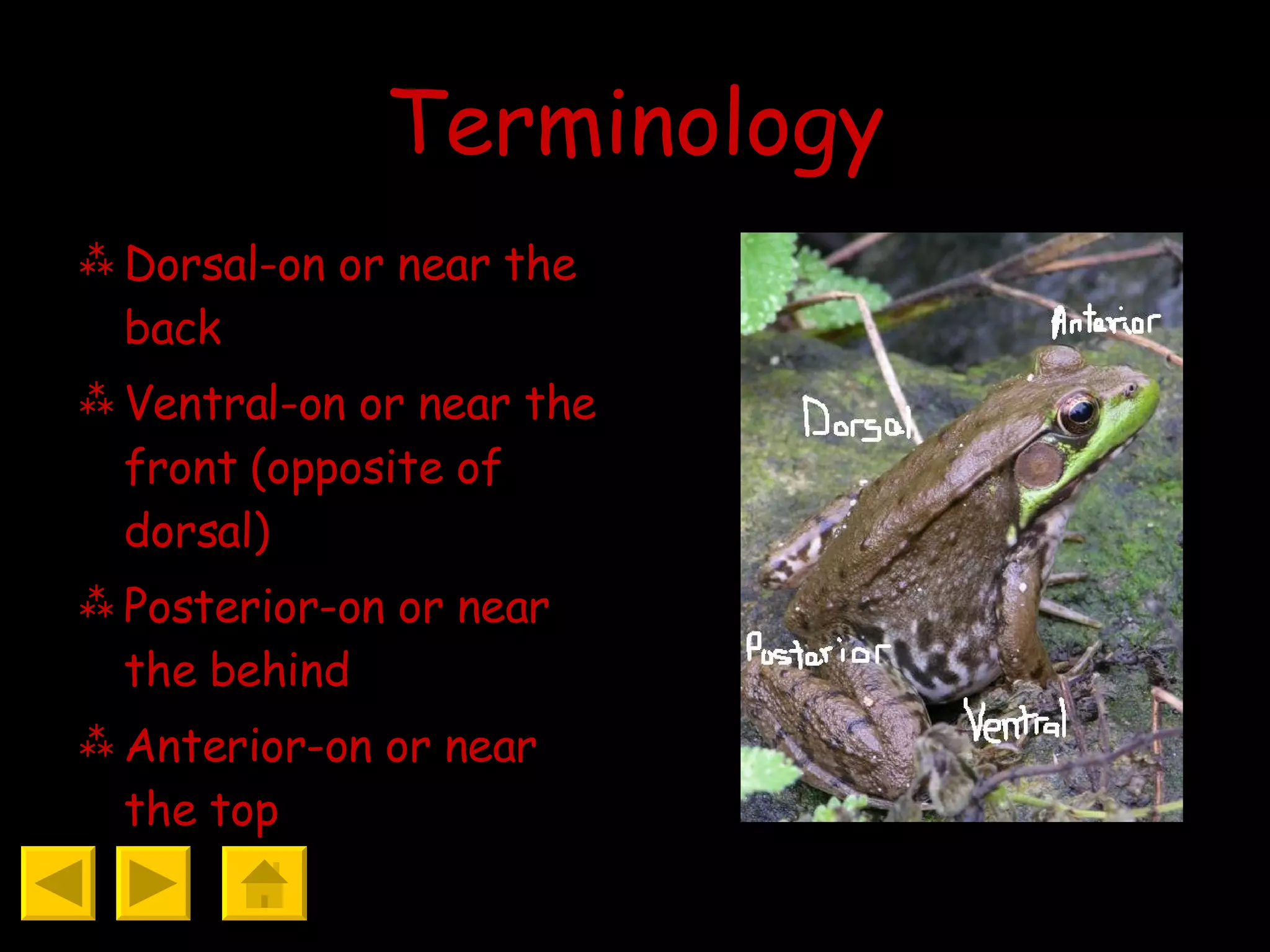 Frog Dissection | PPT
