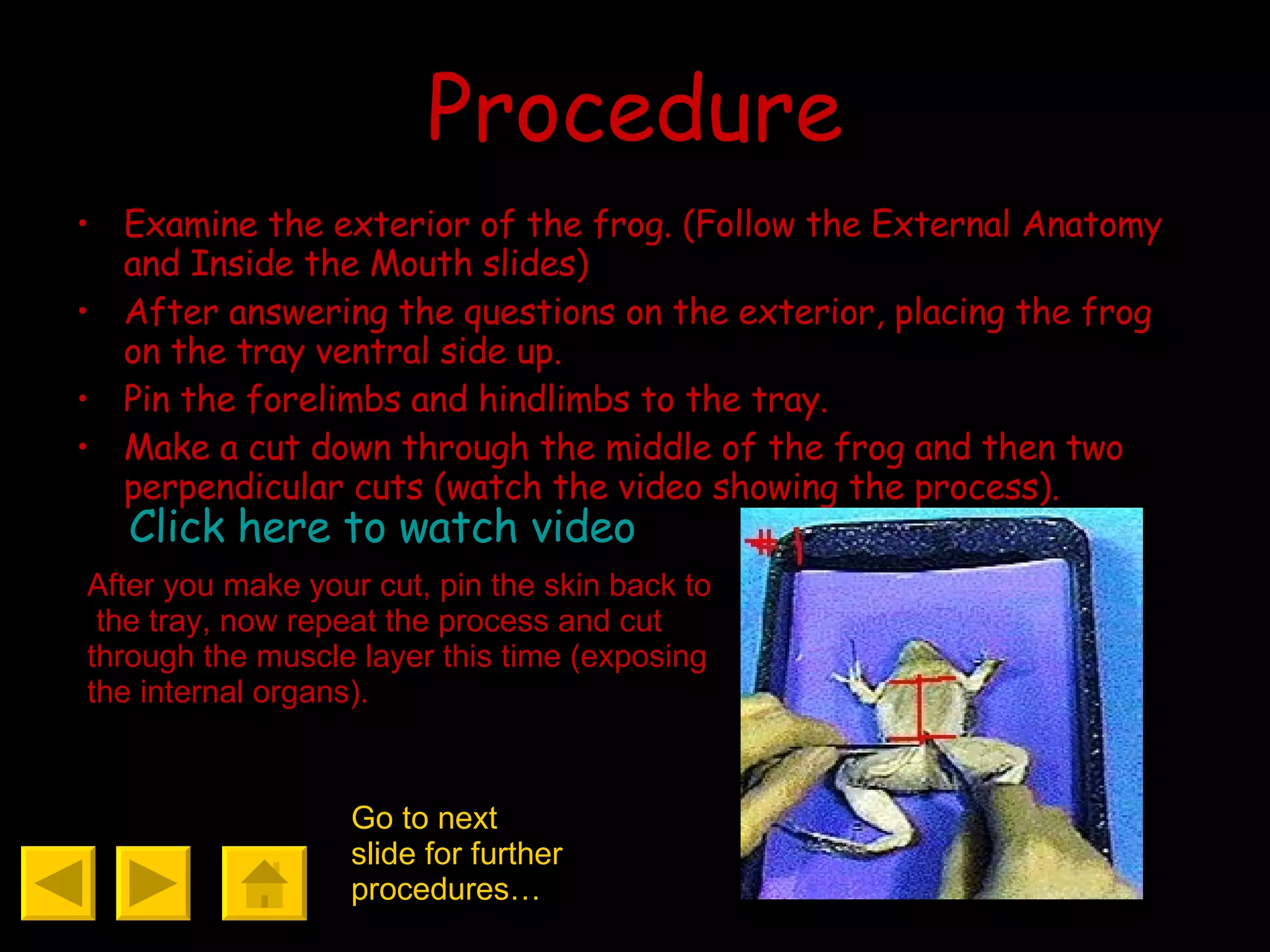 Frog Dissection | PPT