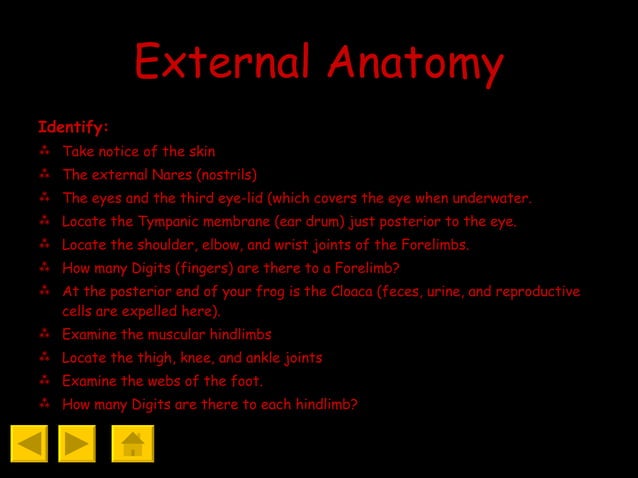 Frog Dissection | PPT | Biological Sciences | Science