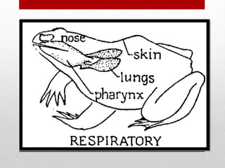 Frog Respiratory System