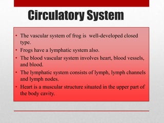 Frog Circulatory System Arterial