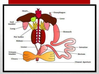 Frog Excretory System Diagram