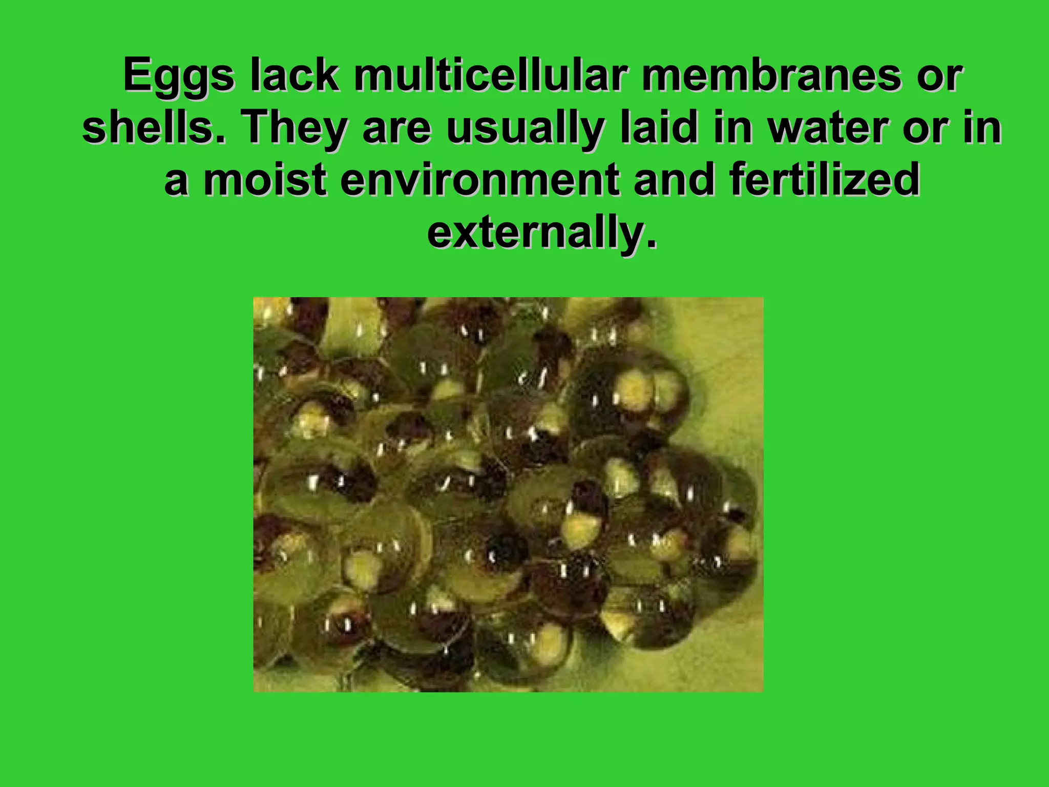 Frog Anatomy and morphology | PPT