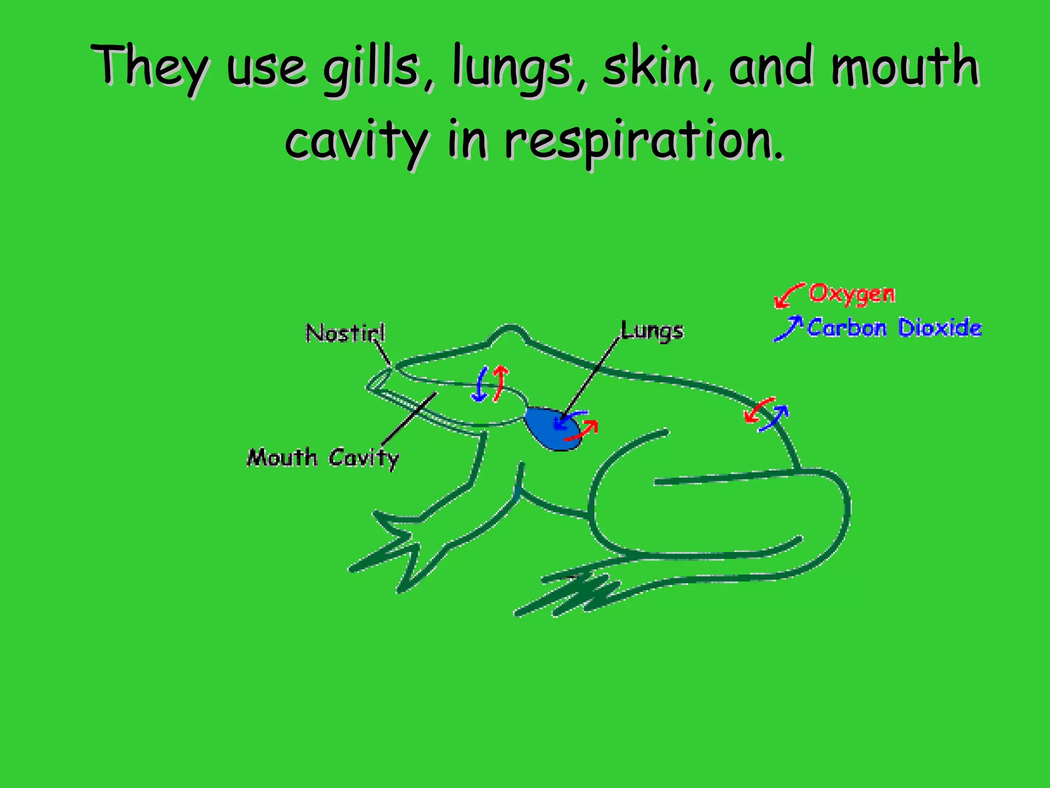 Frog Anatomy and morphology | PPT