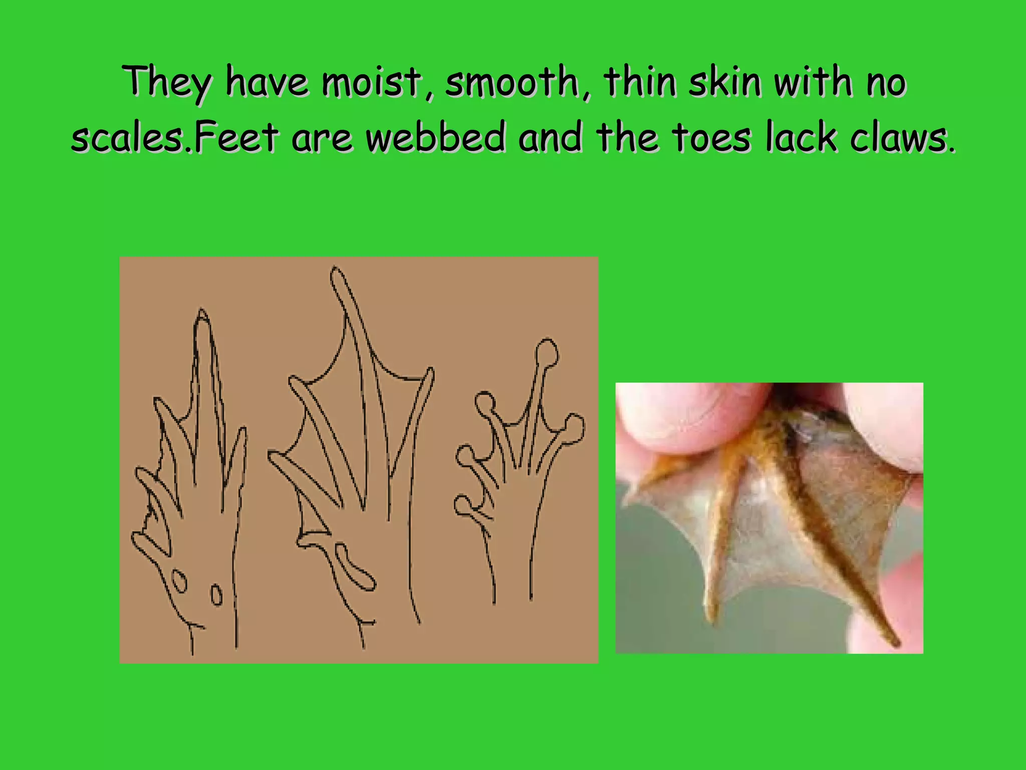 Frog Anatomy and morphology | PPT