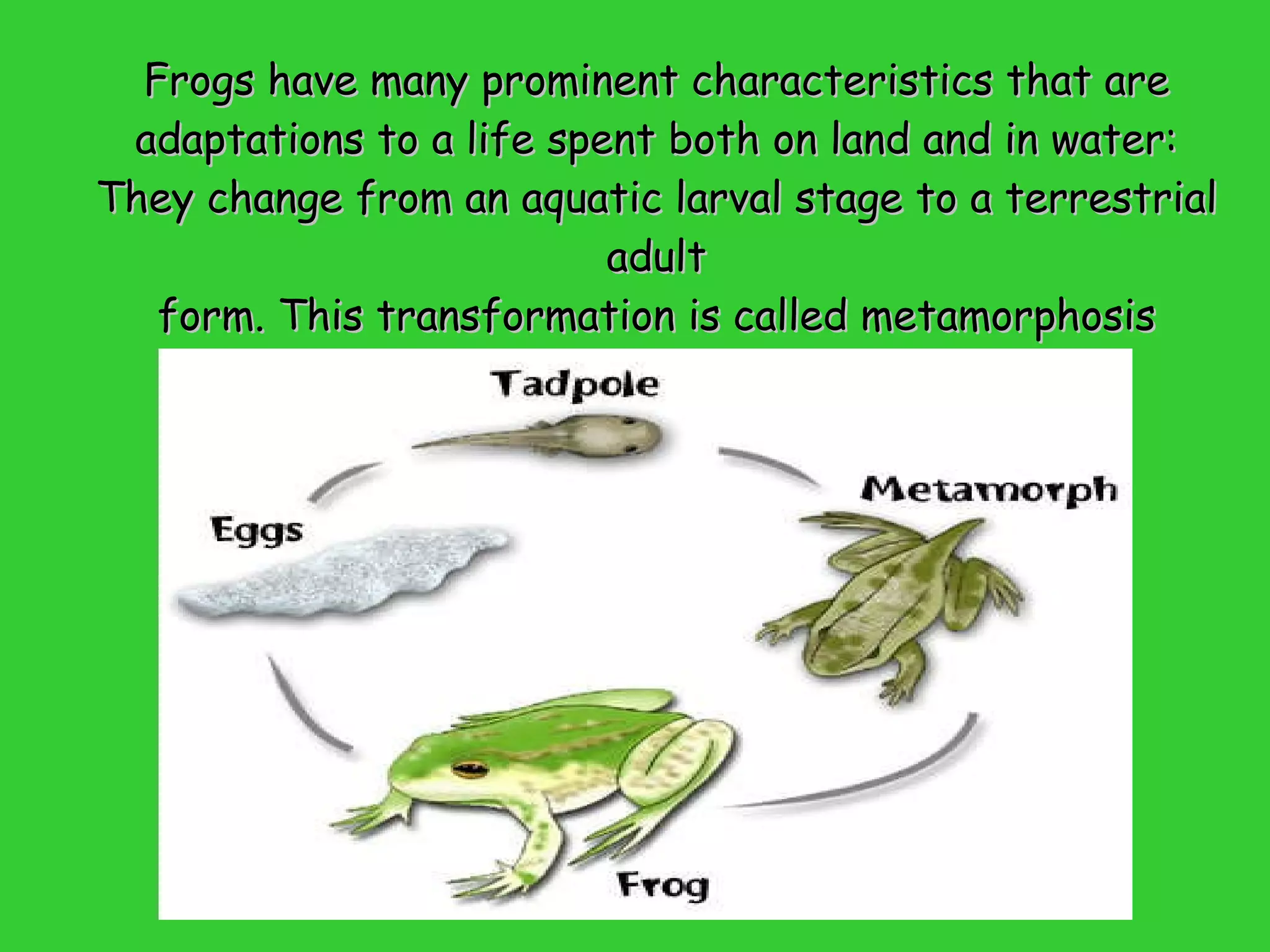 Frog Anatomy and morphology | PPT