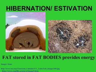 Frog Anatomy and morphology | PPT