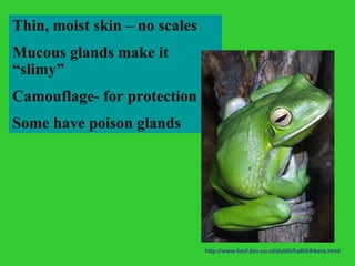 Frog Anatomy and morphology | PPT