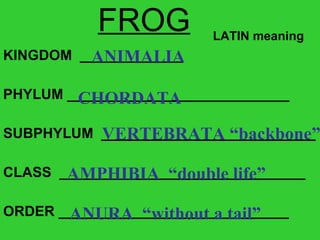 Frog Anatomy and morphology | PPT