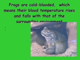 Frog Anatomy and morphology | PPT