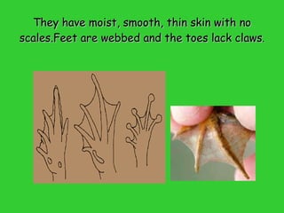 Frog Anatomy and morphology | PPT