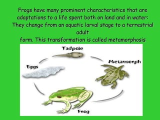 Frog Anatomy and morphology | PPT