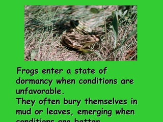 Frog Anatomy and morphology | PPT