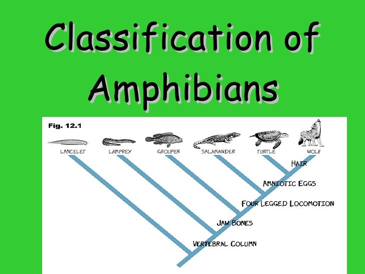 Frog Anatomy and morphology
