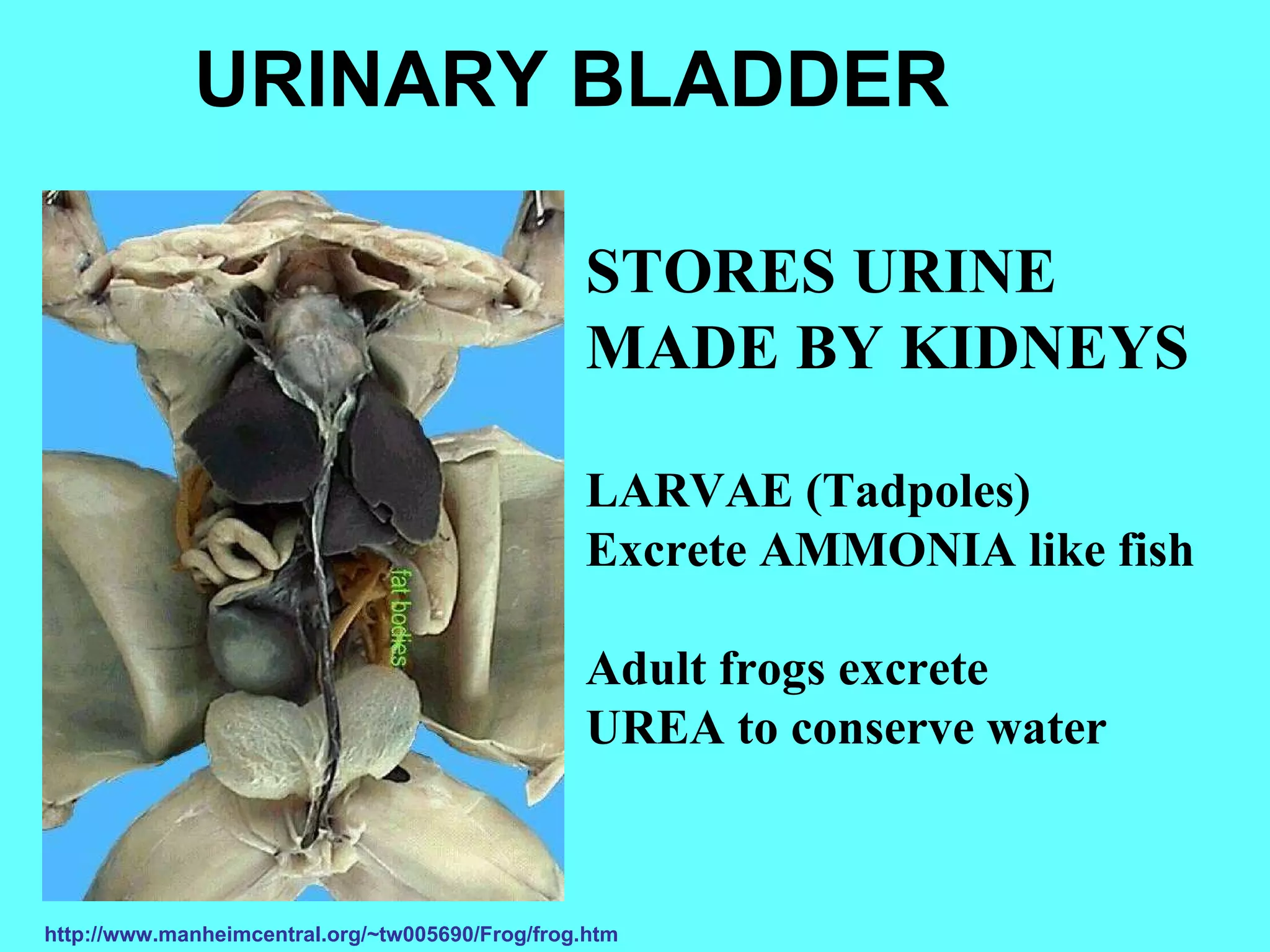 Frog anatomy | PPT