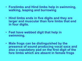 Frog anatomy | PPT