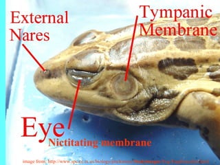 Internal Nares Frog