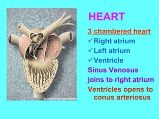 Frog Dissection Heart
