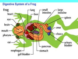 Frog Digestive System Dissection
