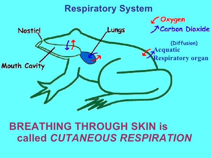Standard Note Respiratory System Of Frog