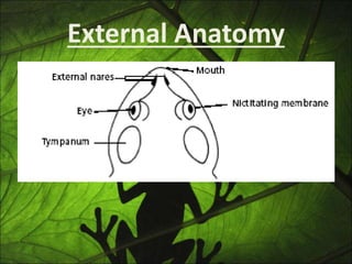 FROG ANATOMY.ppt