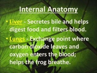 FROG ANATOMY.ppt