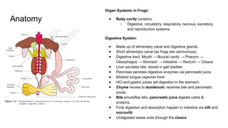 Frog Anatomy presentation class xi chapter 7.pptx