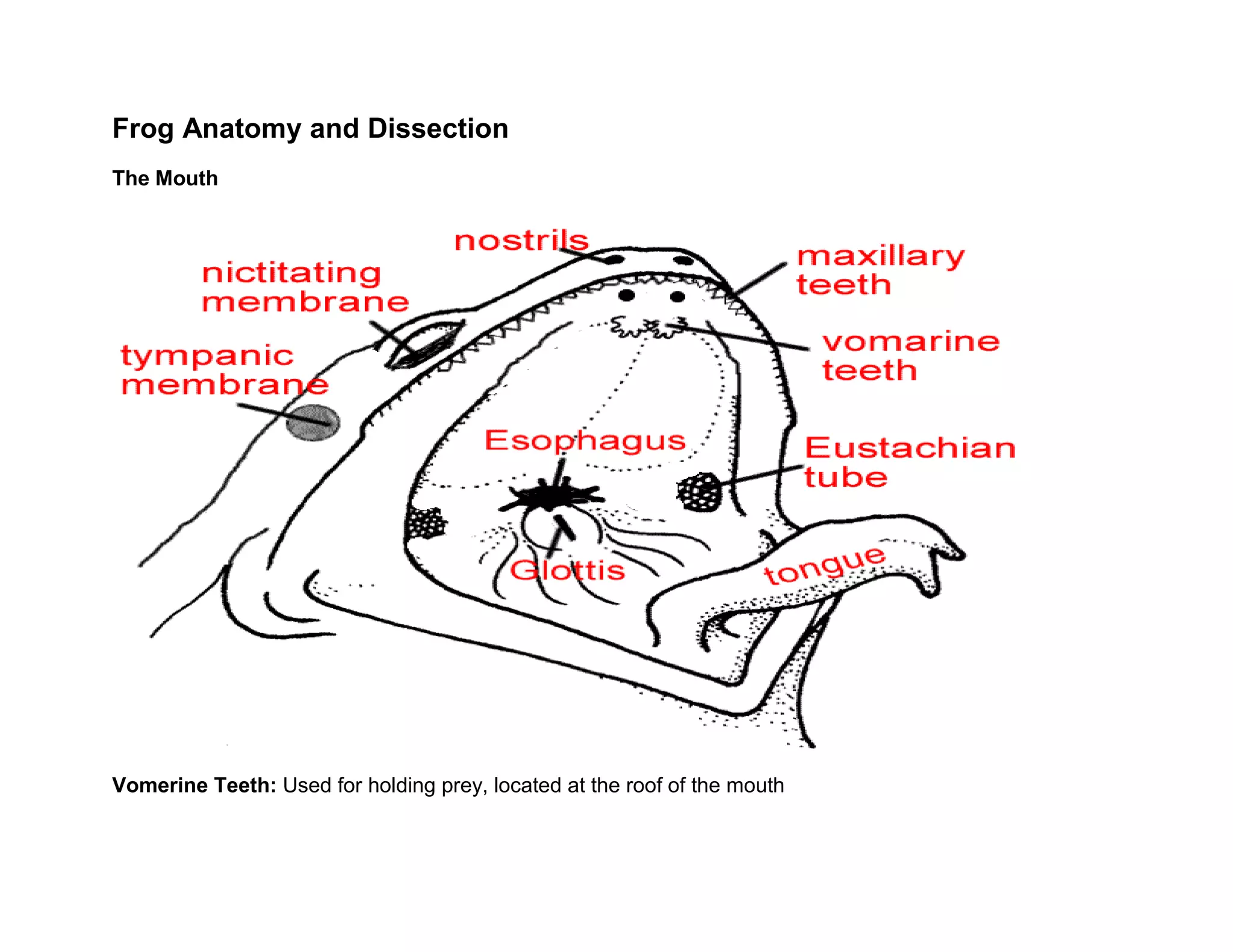 Frog Anatomy and Dissection.docx