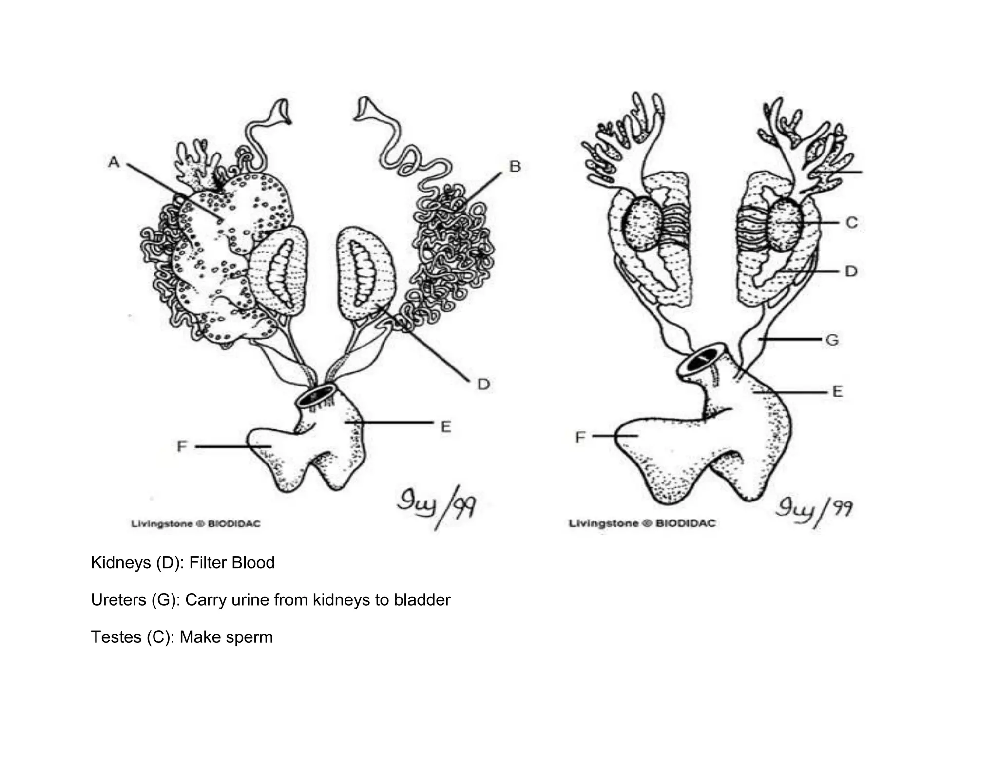 Frog Anatomy and Dissection.docx