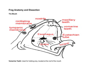 Frog Mouth Anatomy