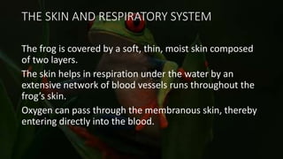 Frog anatomy & physiology.pptx