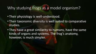 Frog anatomy & physiology.pptx