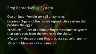 Frog anatomy & physiology.pptx