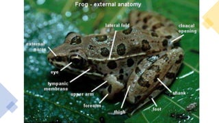 Frog anatomy & physiology.pptx