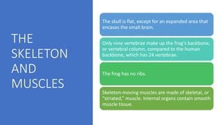 Frog anatomy & physiology.pptx